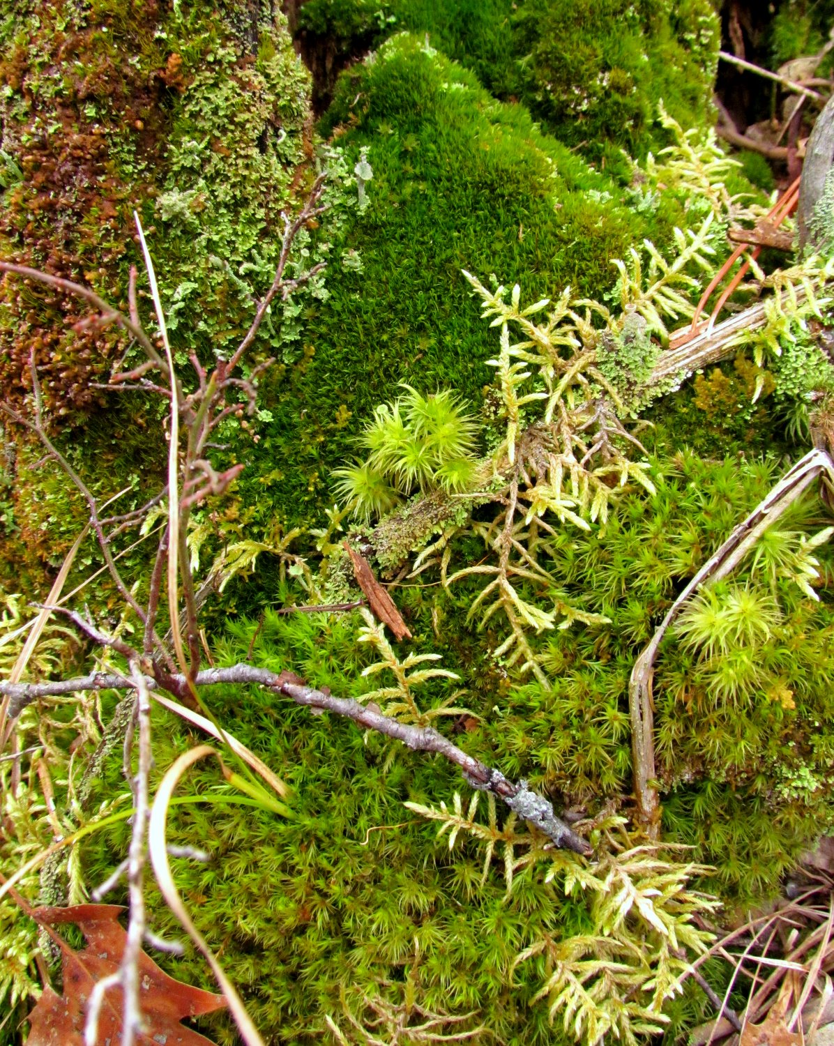 Sharp Tern: The Love of Moss - Part 1