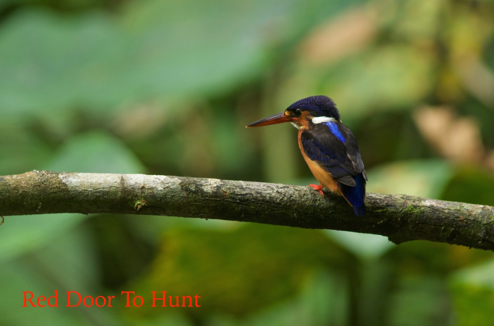 RED Door To Hunt: Konservasi Burung Enggang Badak Di Sungai Panjang ...