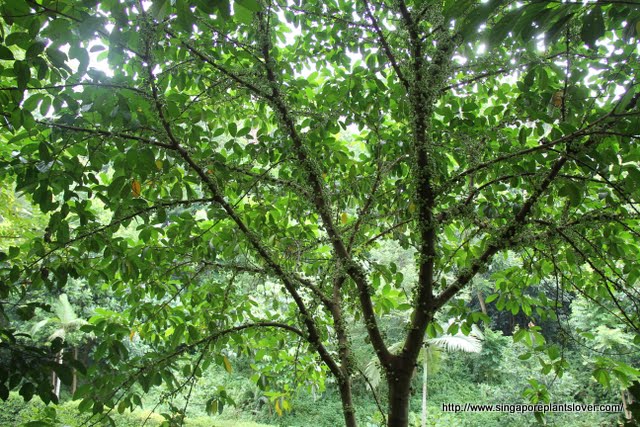 Singapore Plants Lover: Wild fig tree