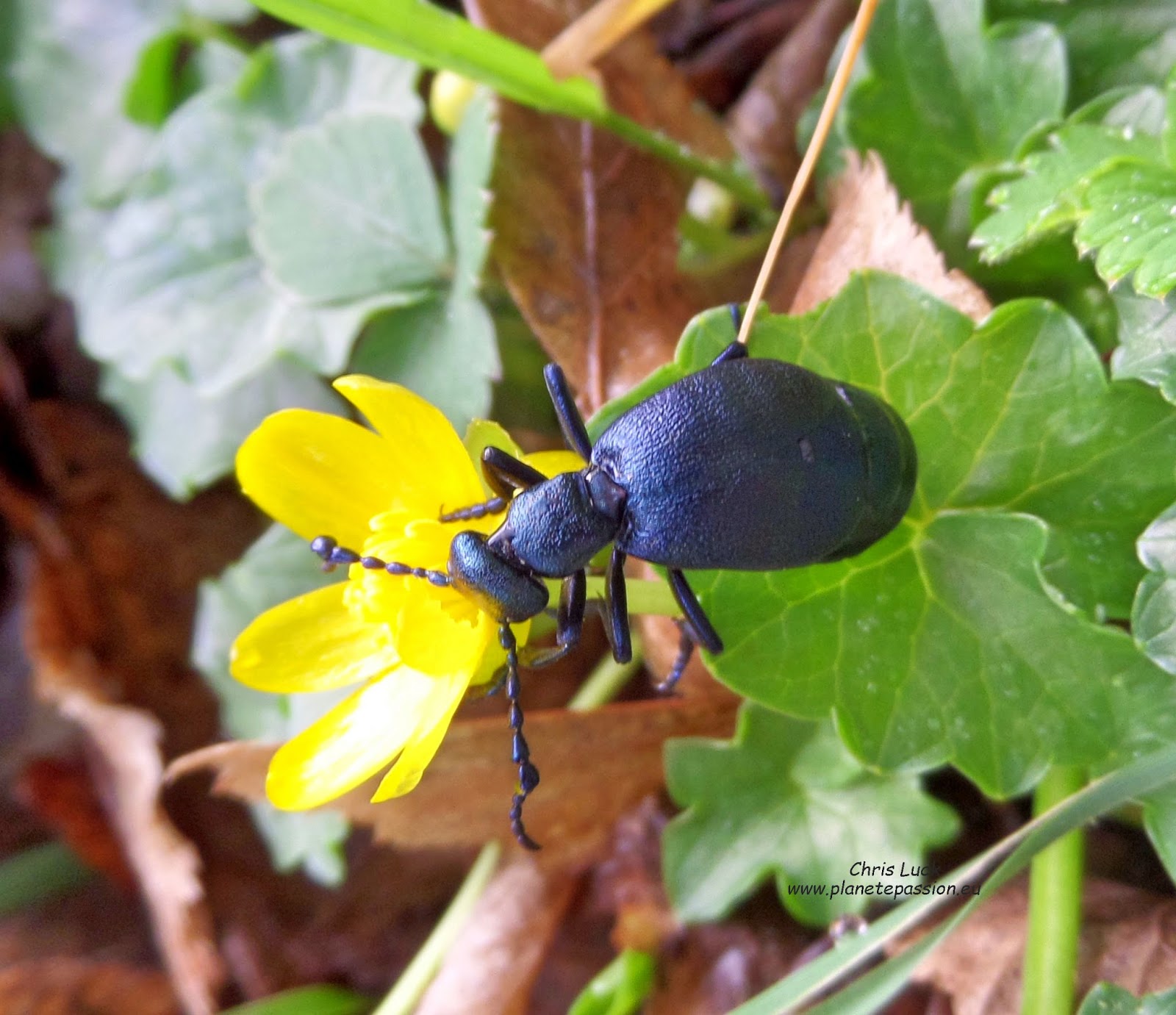 French wildlife and beekeeping: Violet Oil Beetle in France