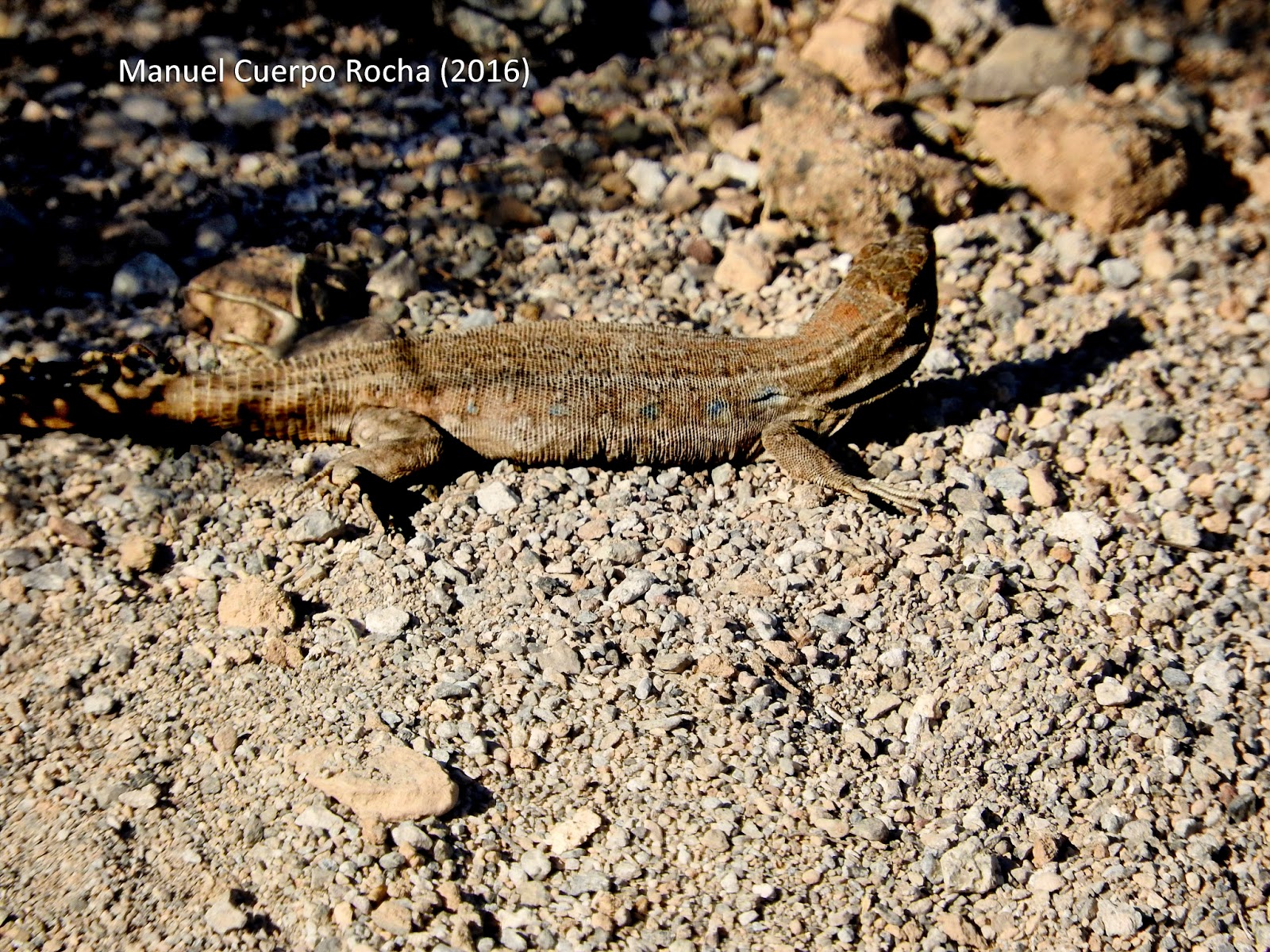 MANUEL CUERPO ROCHA: PARQUE NACIONAL DEL TEIDE. FAUNA.: EL LAGARTO TIZÓN.