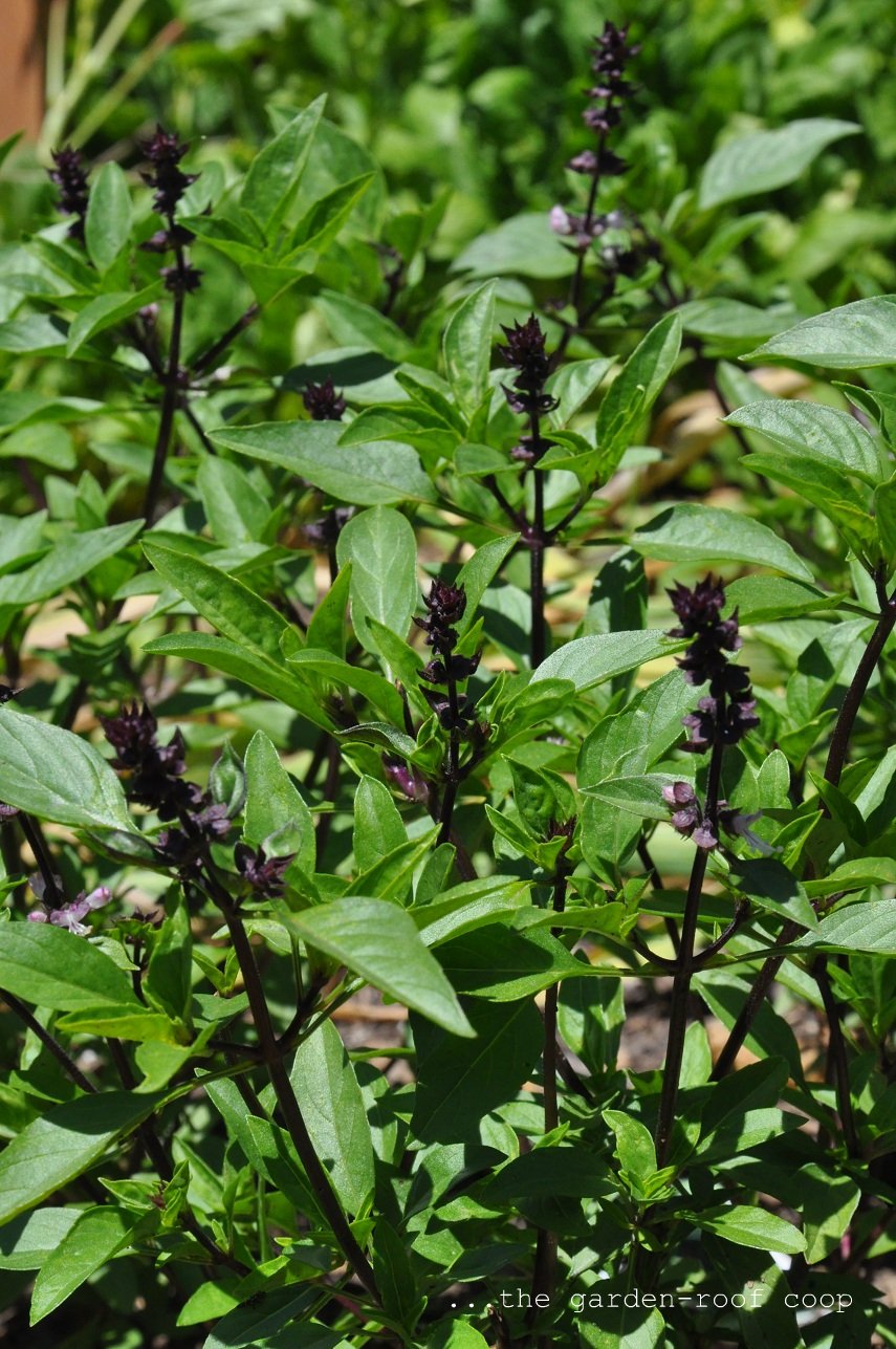 the garden-roof coop: Kitchen Garden 2012 ~ Garlic and Basil...