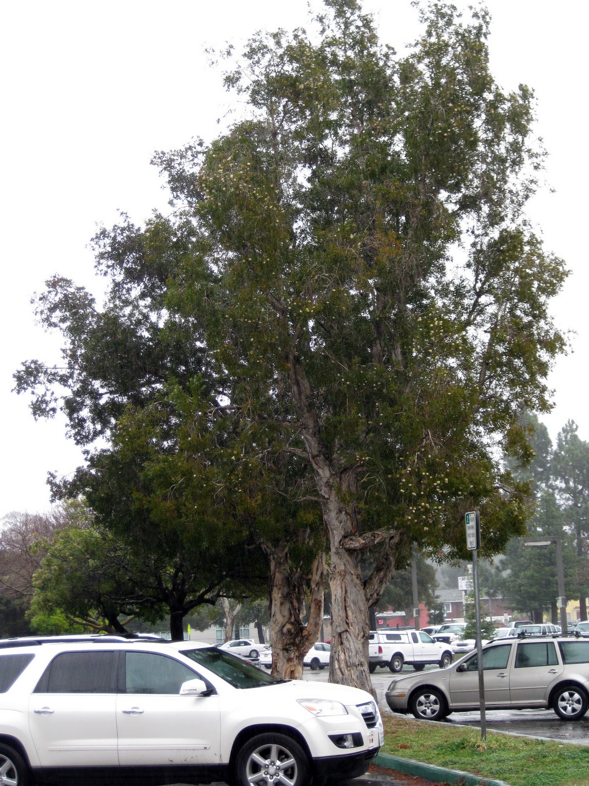 Trees of Santa Cruz County: Melaleuca quinquenervia - Paperbark Tea tree