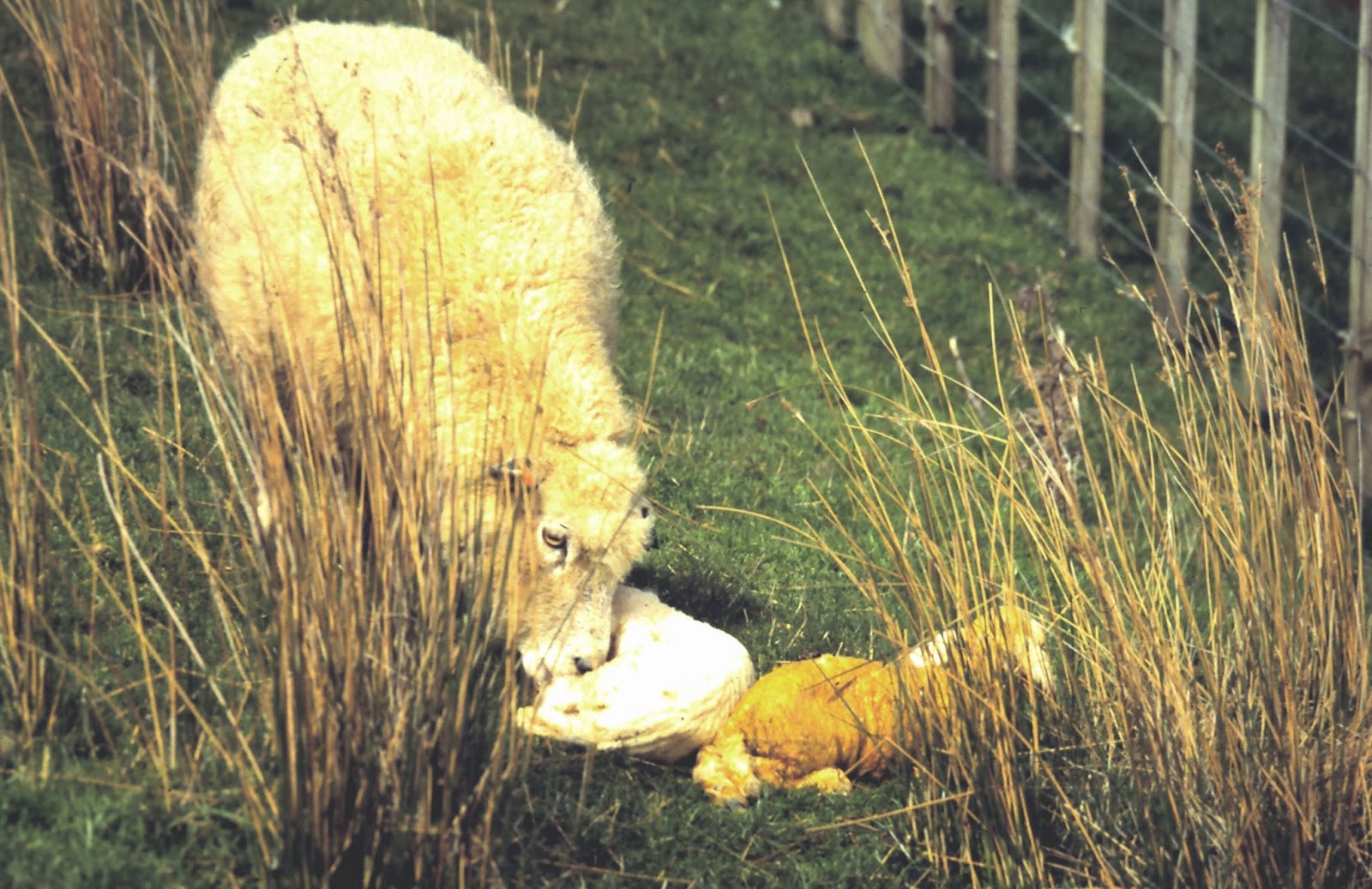 Woolshed 1: No 9. Sheep Performance Recording in New Zealand. History ...