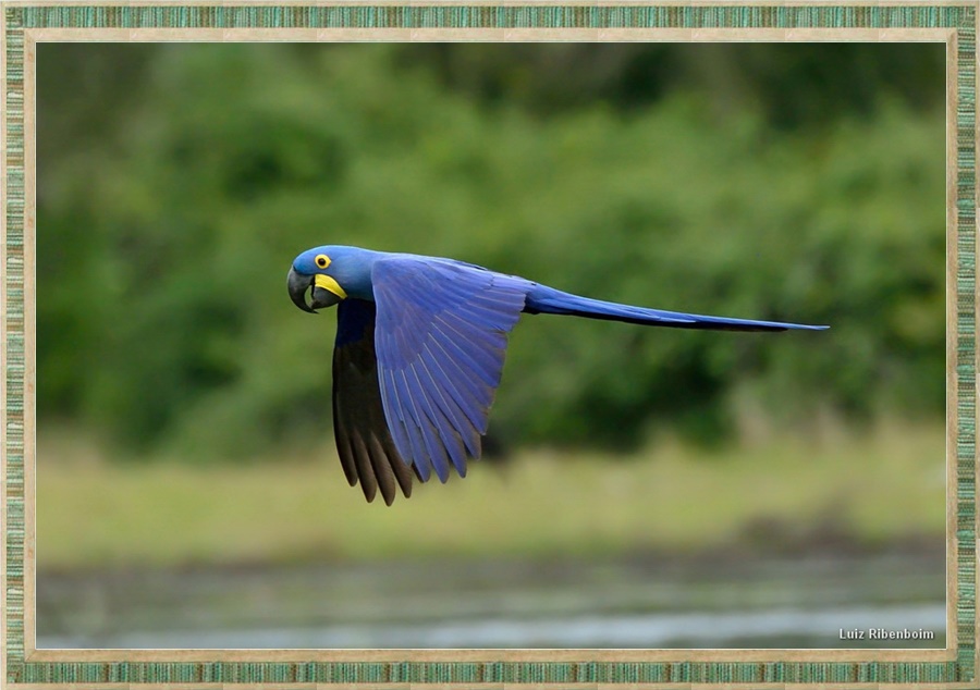 ARARA WALLPAPER,PAPEL DE PAREDE ARARA