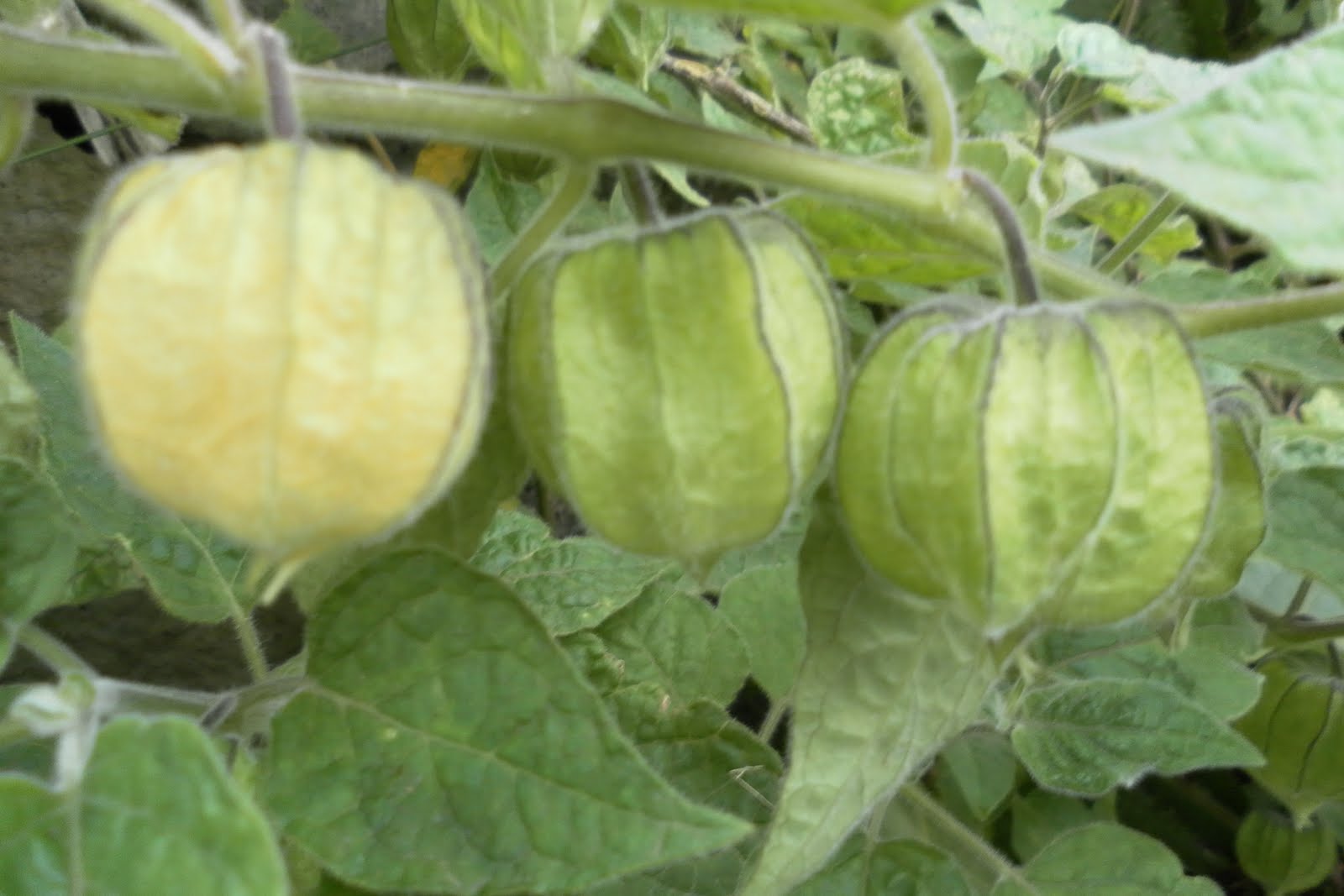 manjedoura: Diversificação agricola: tomate capucho