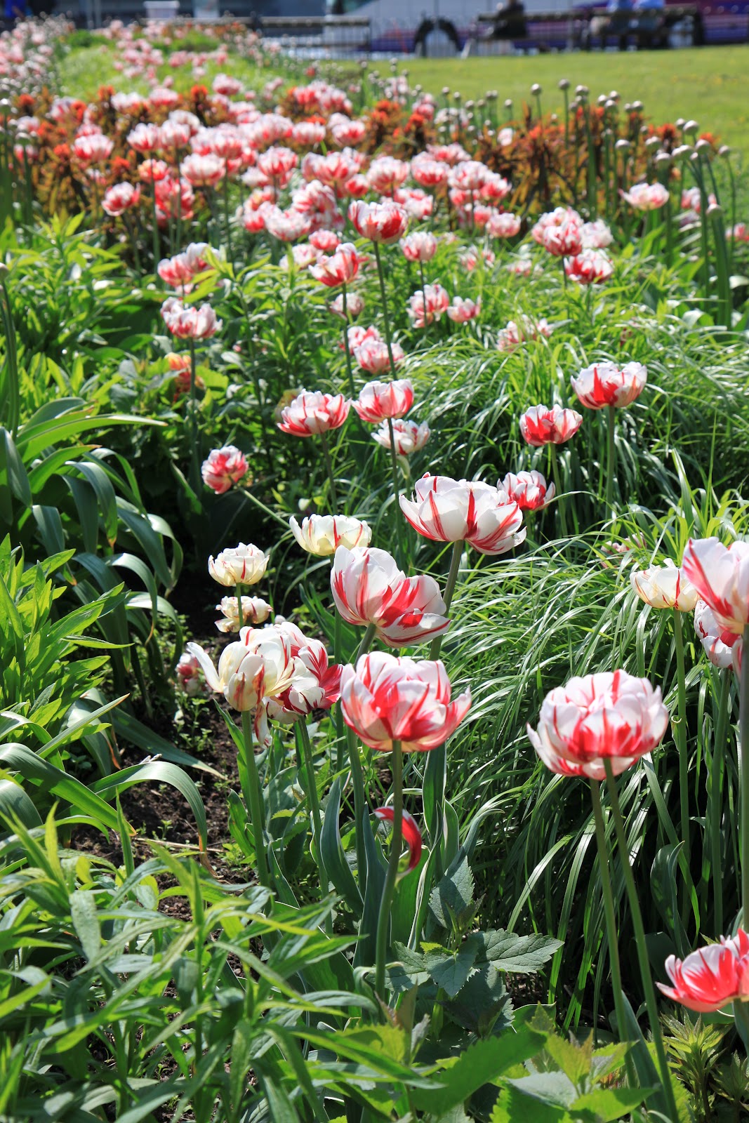 Tankar från Trädgårdsmästarn: Färgglada tulpaner i Stockholm - Tulpanfest