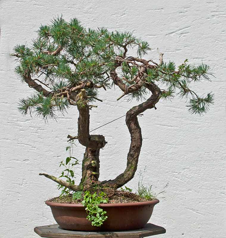 Walter Pall Bonsai Adventures: Scots pine #17