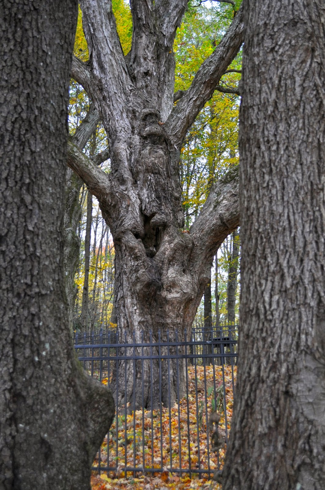 Heritage Trees of Watauga County