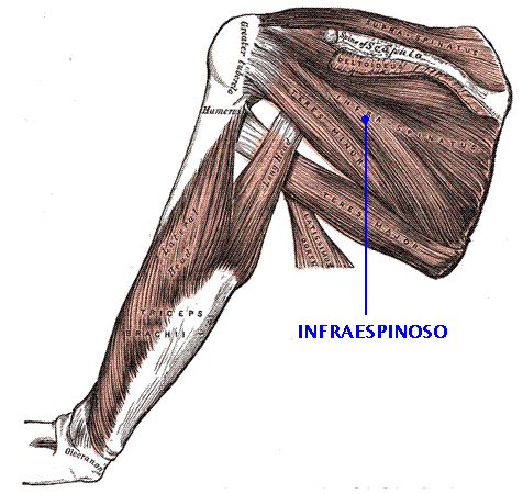Sistema Muscular: Musculos del hombro
