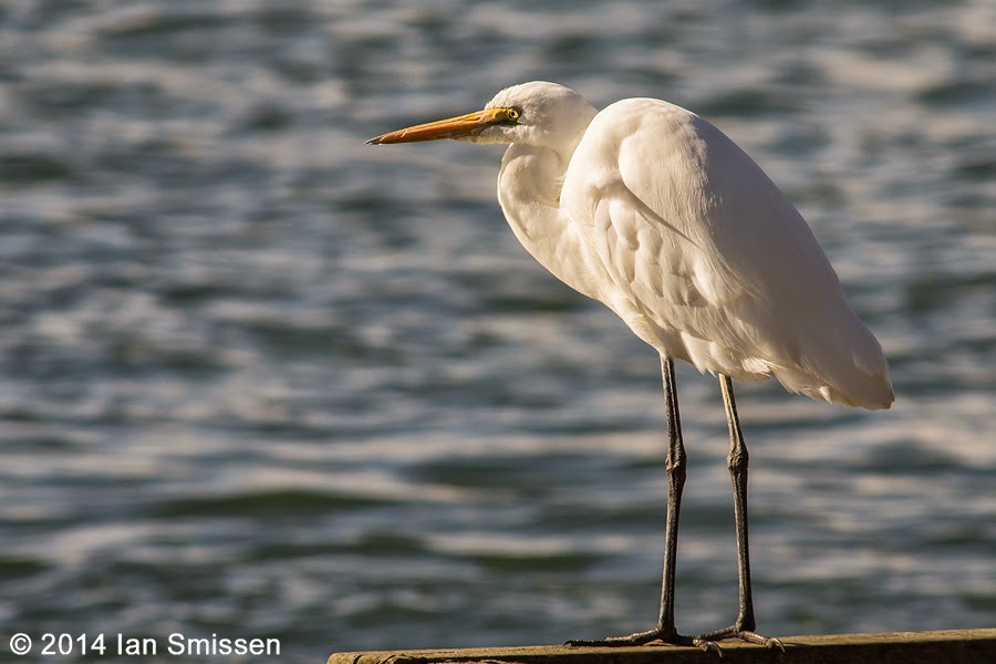 Eastern Great Egret Sounds In Night In