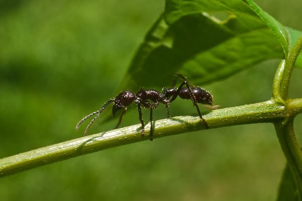 Panama Silvestre: Paraponera clavata (Formicidae)