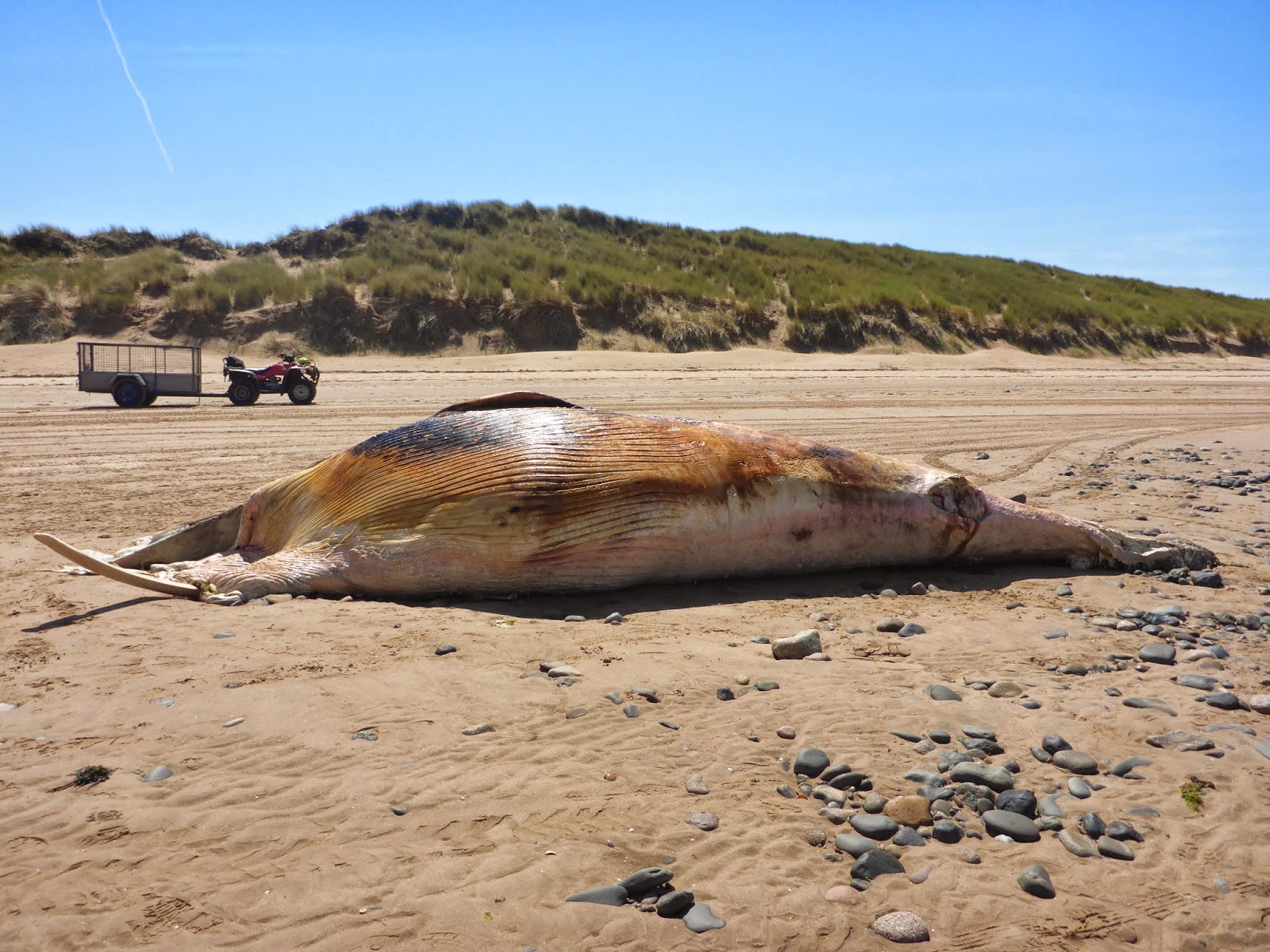 sandscalehaws: Stinky our Minke