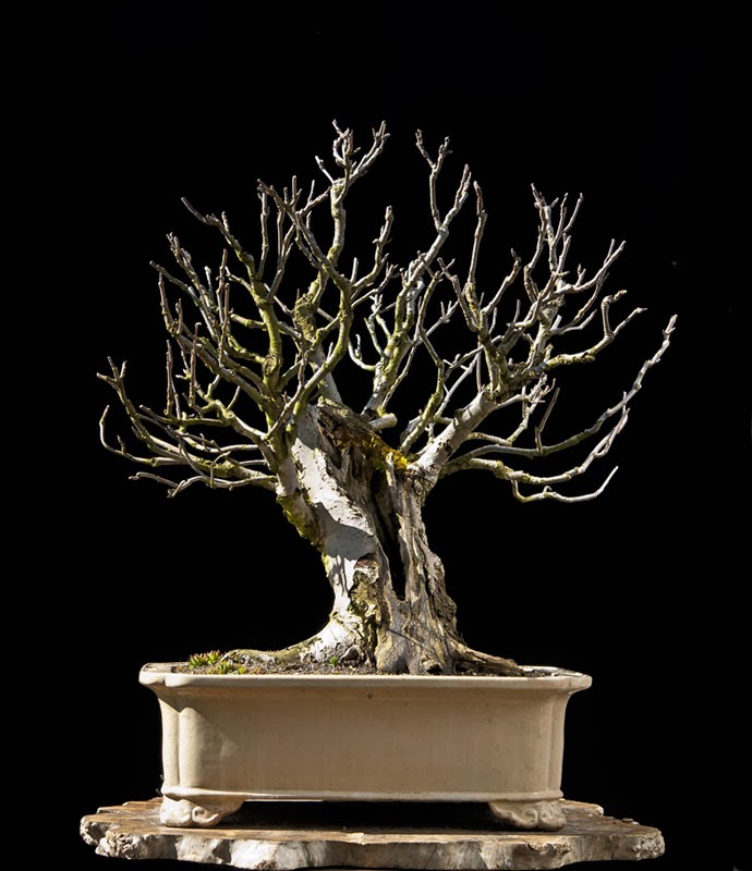 Walter Pall Bonsai Adventures: Rowan #1