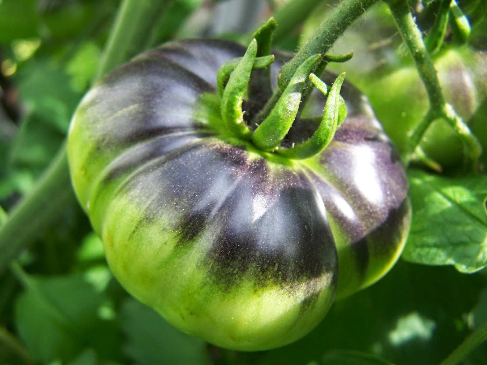 Captive Roots: Blue Beauty Tomato Update