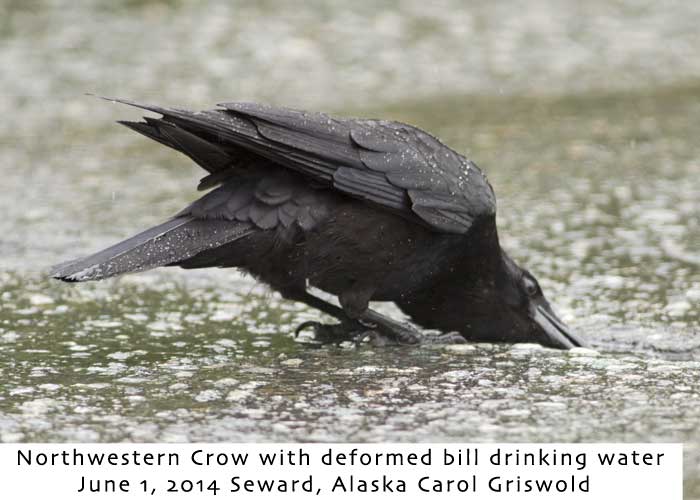 Sporadic Bird from Seward, Alaska : Sunday, June 1, 2014 Northwestern ...