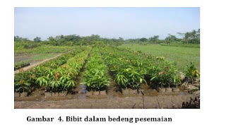 Menyemaikan biji dalam bedeng persemaian - Our Akuntansi