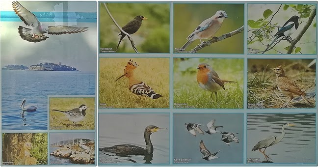 KUŞADASI BENİM: KUŞADASI'NIN KUŞLARI - BIRDS OF KUSADASI / KUŞADASI VE ...