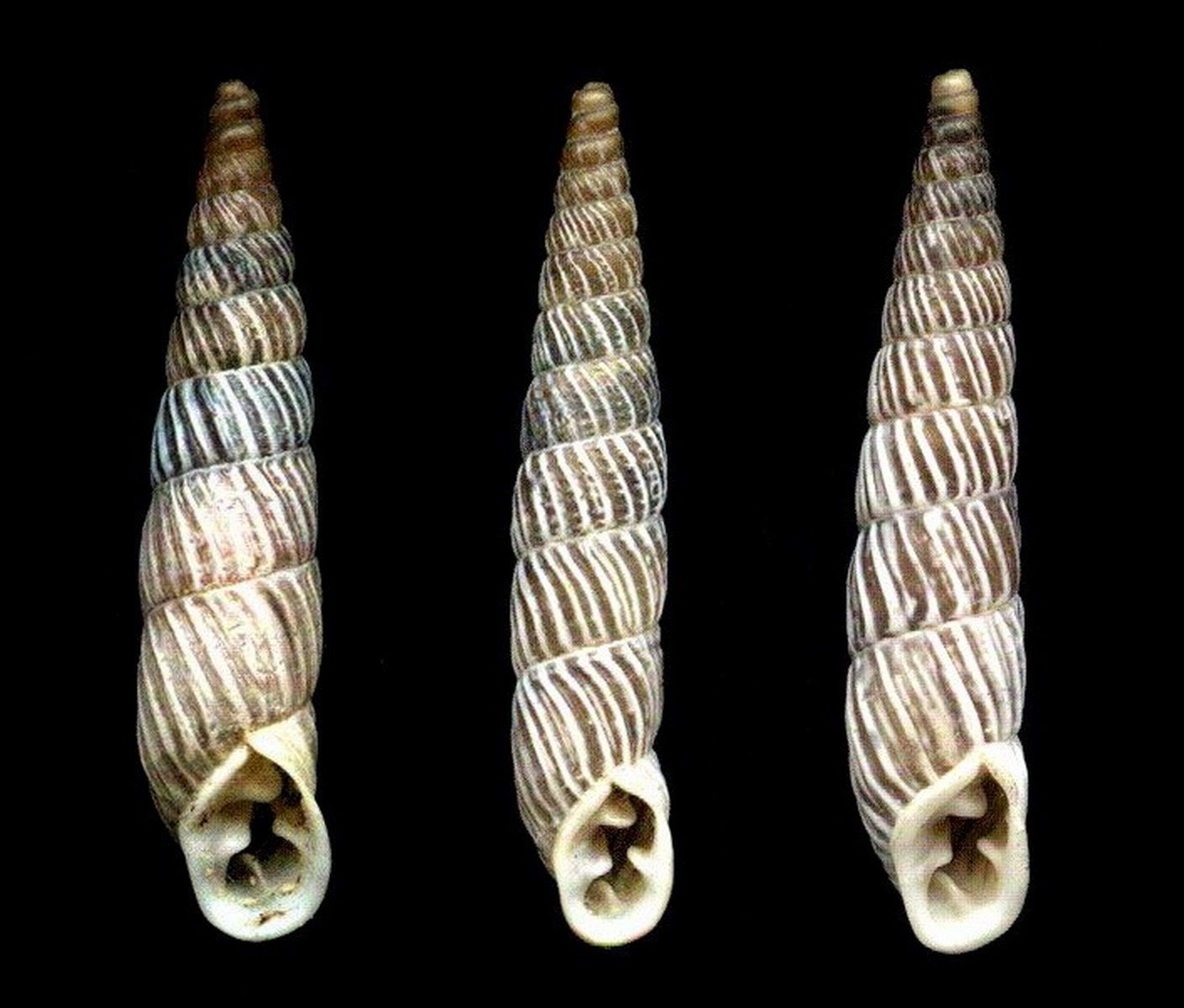 Moluscos terrestres de Argentina: Spixia philippii (Doering, 1875)