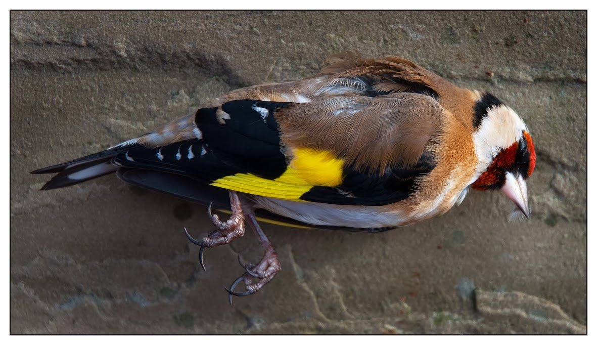 The Nook - A Garden Blog: NEW YEAR, NEW WORK, NEW DISCOVERIES