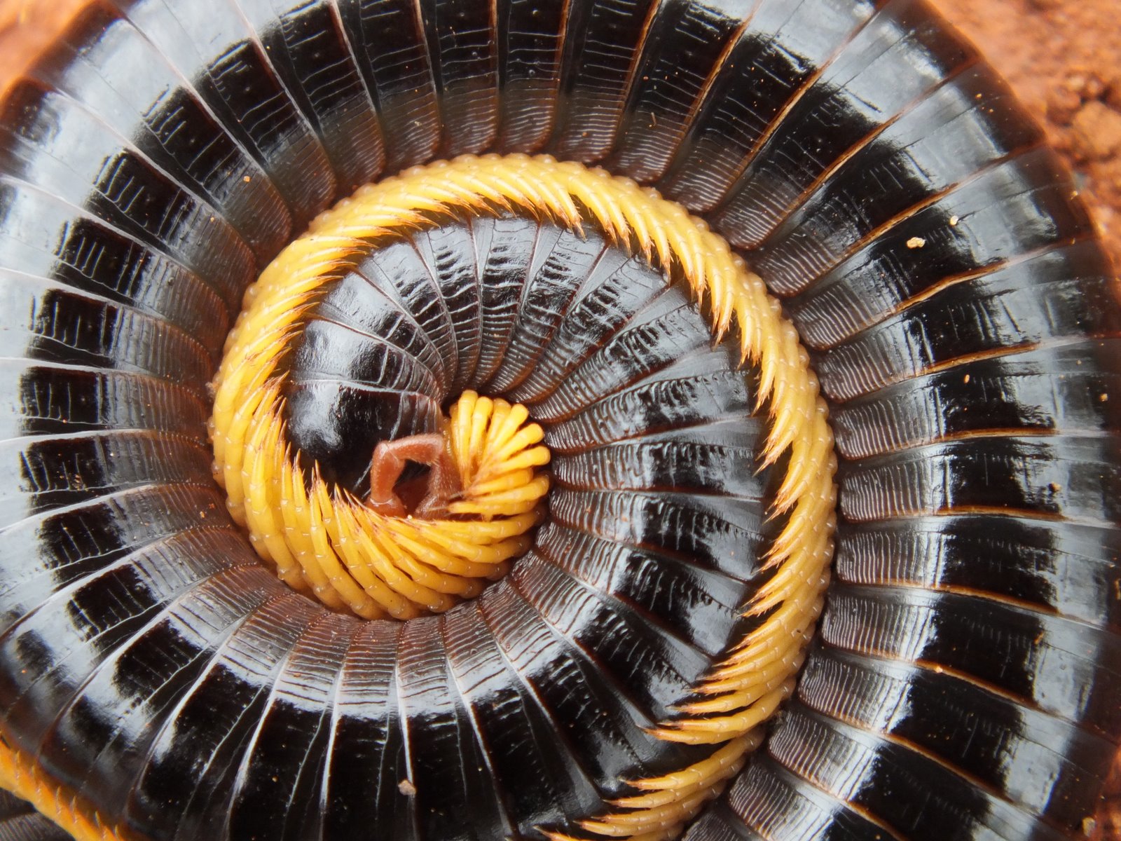 FOTOS DA CHAPADA DIAMANTINA - BAHIA - BRASIL.: Miriápode ,na Fazenda ...