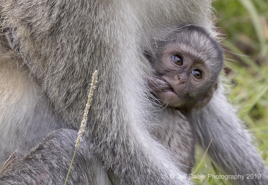 Jeff Cable's Blog: The adorable baby animals in Africa
