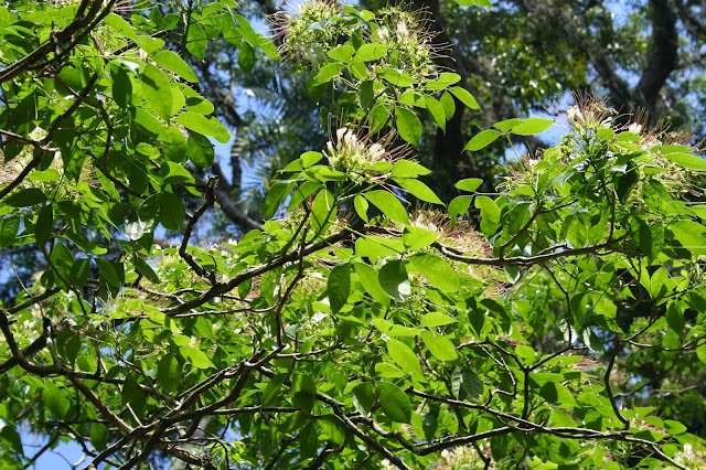Trapiá - Crateva tapia L.