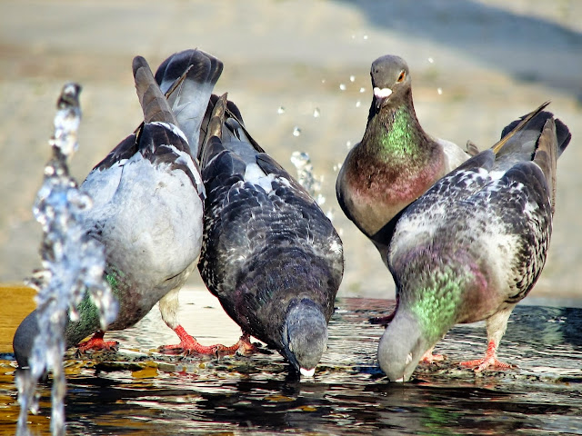Fieggentrio: Waar leefden stadsduiven voordat er steden waren?