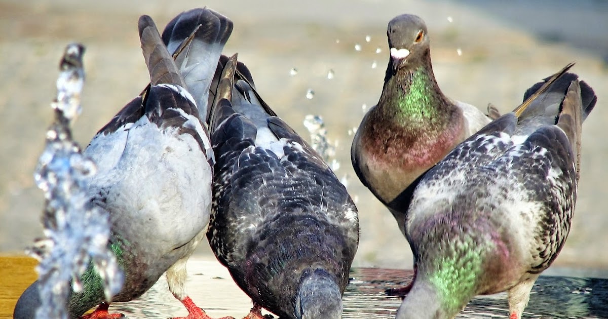 Fieggentrio: Waar leefden stadsduiven voordat er steden waren?