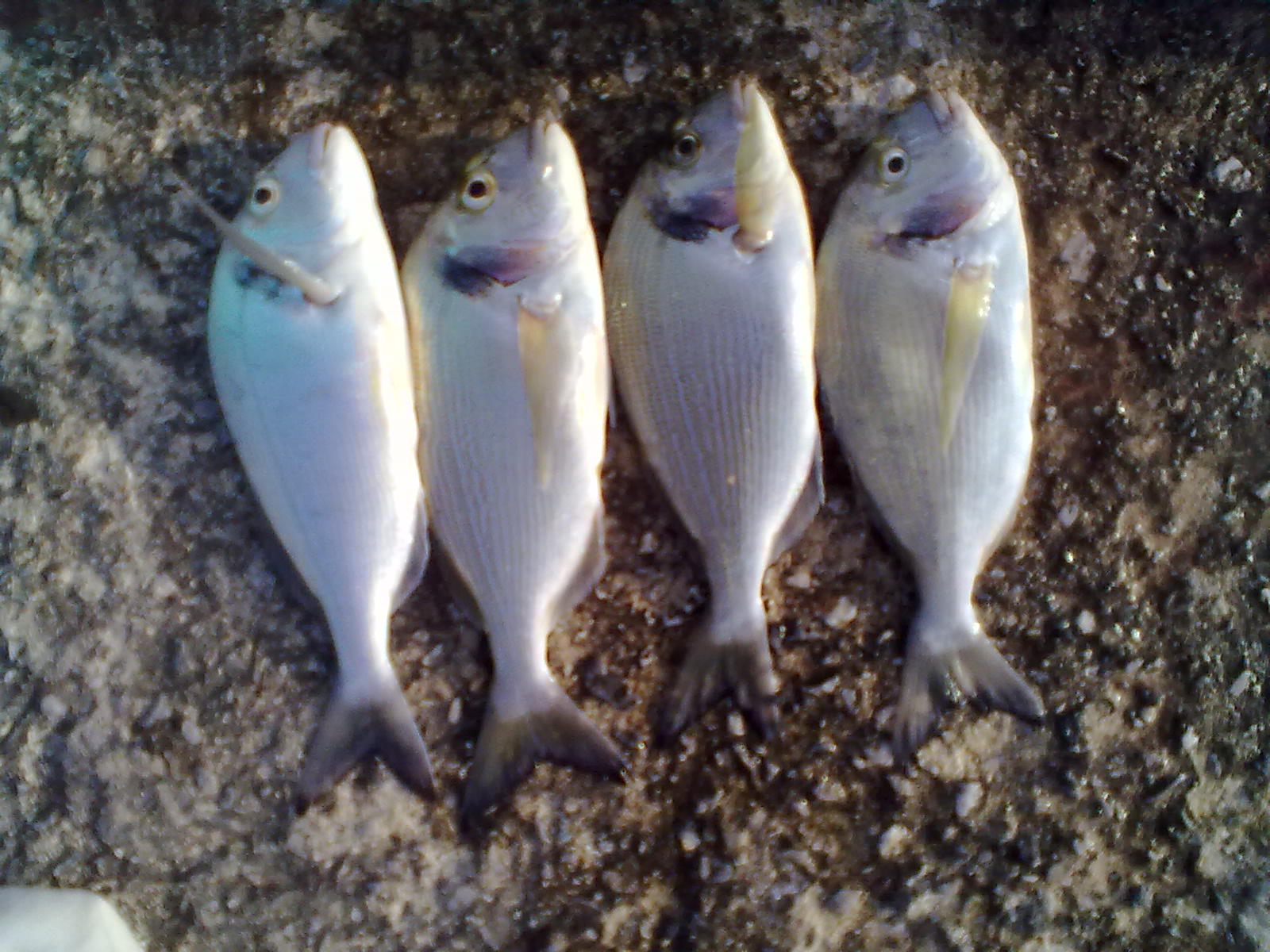 PESCA DALLA SPIAGGIA e LE SUE TECNICHE: PESCA ALL'ORATA