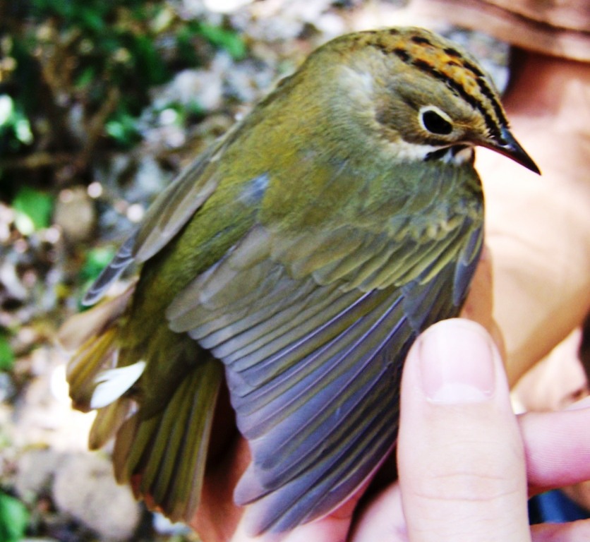 Laguna de Apoyo, Nicaragua: A bird in the hand is worth....