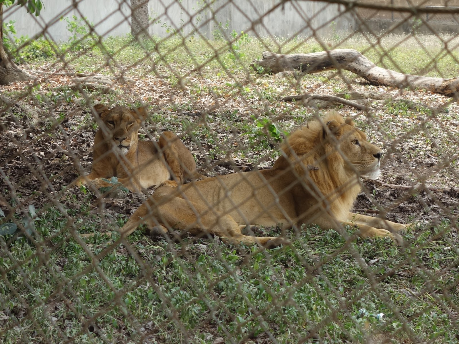 Lion Kills Zookeeper In Kaduna | Nigerian News, Latest Nigeria In News ...