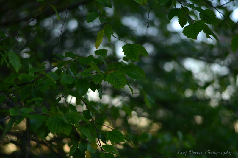 Leaf Dance Photography: Sun-star, Starry Sun, Sunny Stars... and a bit ...