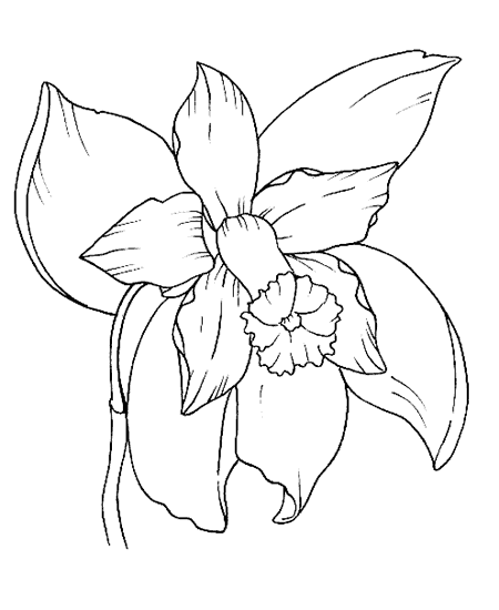 Coloring Pages for Kids: Orchid Flower Coloring Page