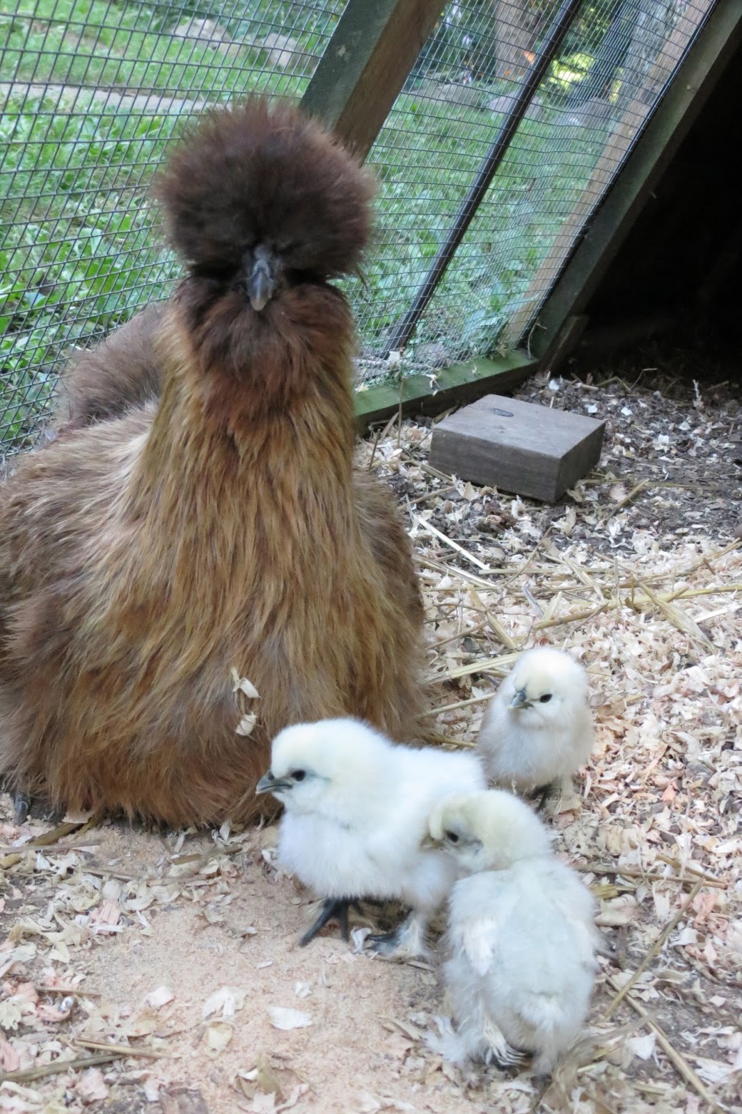 Marge's Silkie Chickens : One Week Old