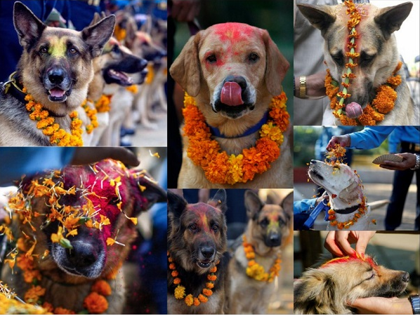 Amaria Studio: Dog as Spirit Guide