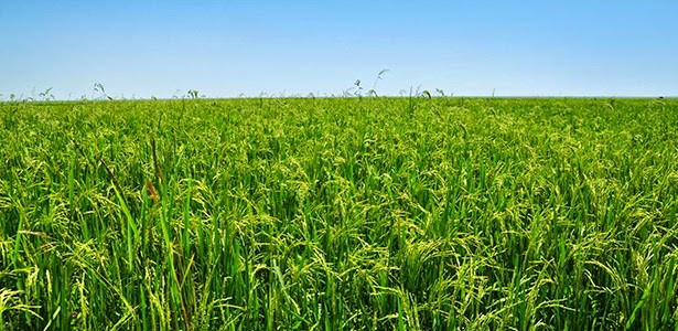 Kedaulatan Pangan Indonesia