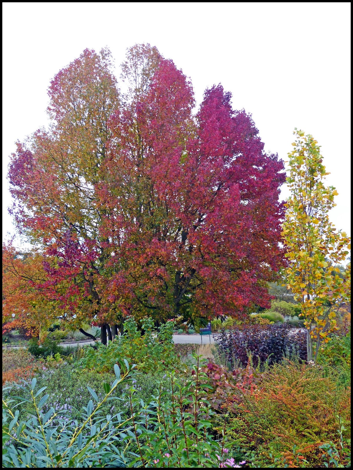 Wild and Wonderful: Seasonal Splash ~ Autumn Reds