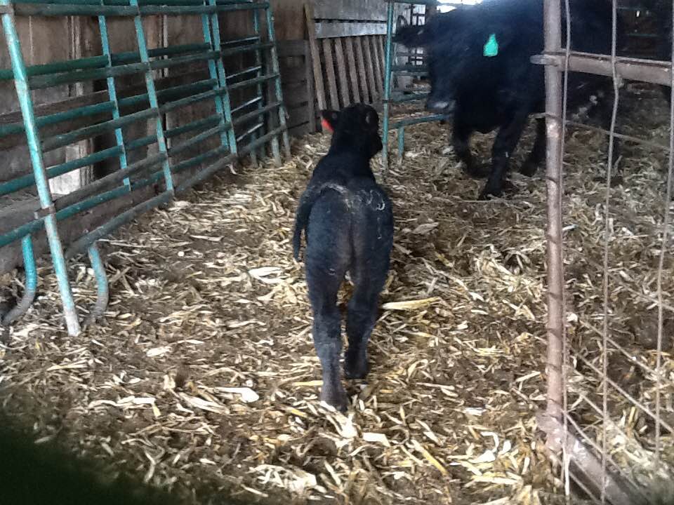 RCC Blog: Fu man chu calves from Chad Tobey iowa