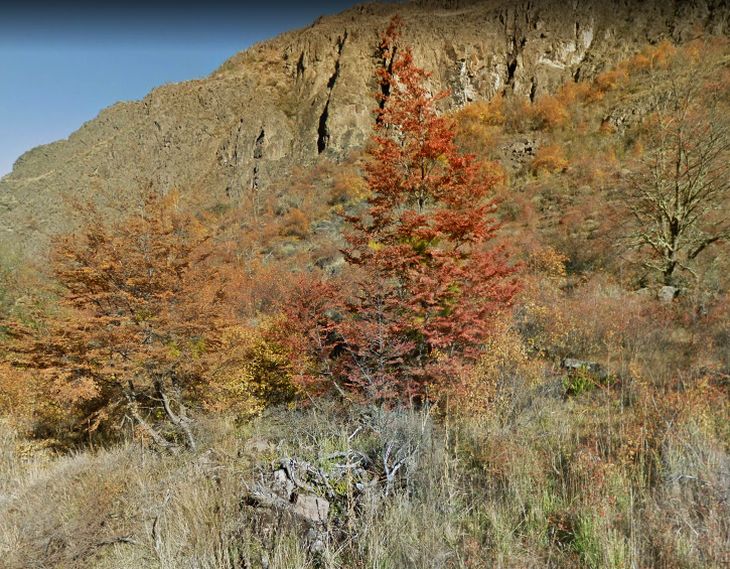 Future Plants by Randy Stewart: Robles and Antarctic Beech