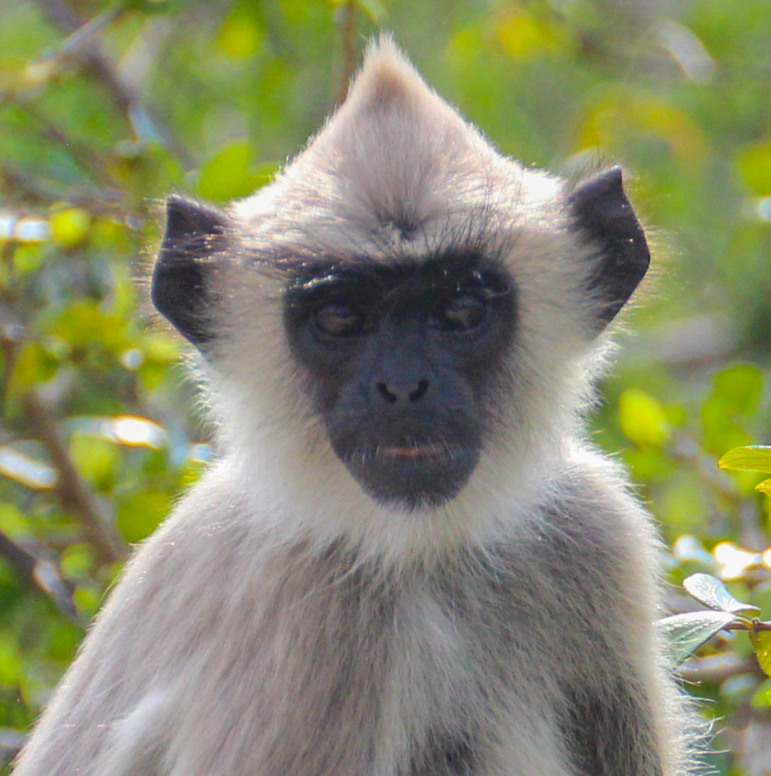 Cannundrums: Sri Lankan Tufted Gray Langur