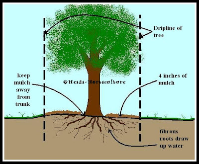 Heidi Horticulture: July 2012