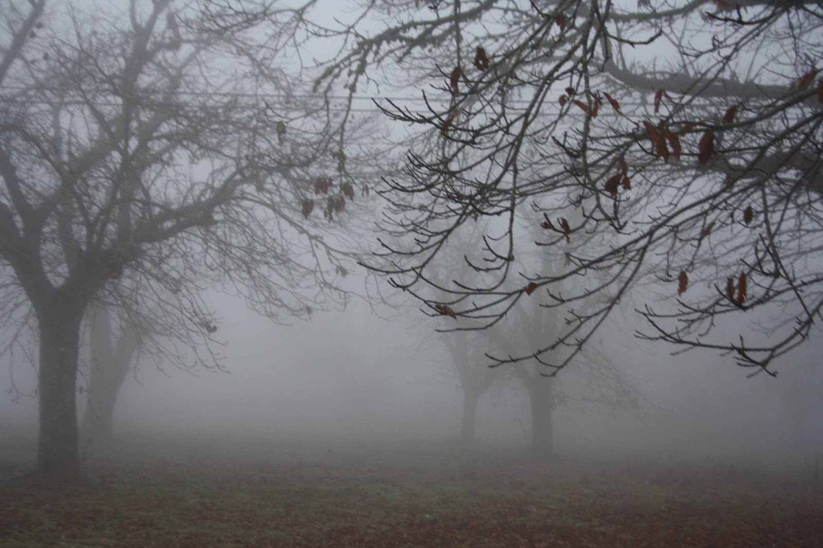 Lebução de Valpaços: Quando surge o nevoeiro, lança um feitiço ...