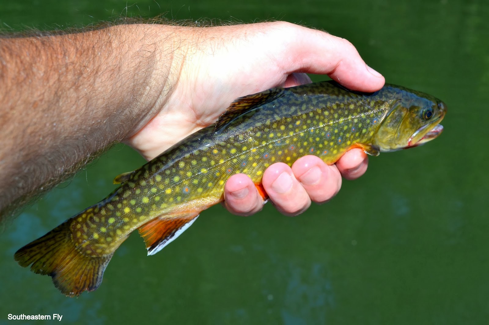Southeastern Fly: Teaching Fly Fishing in Tennessee