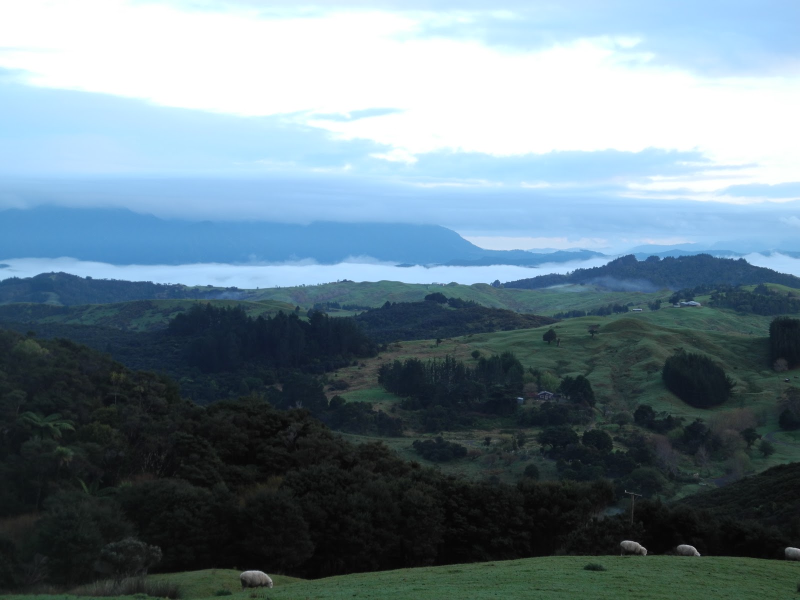 Kaja goes New Zealand: Kaitaia