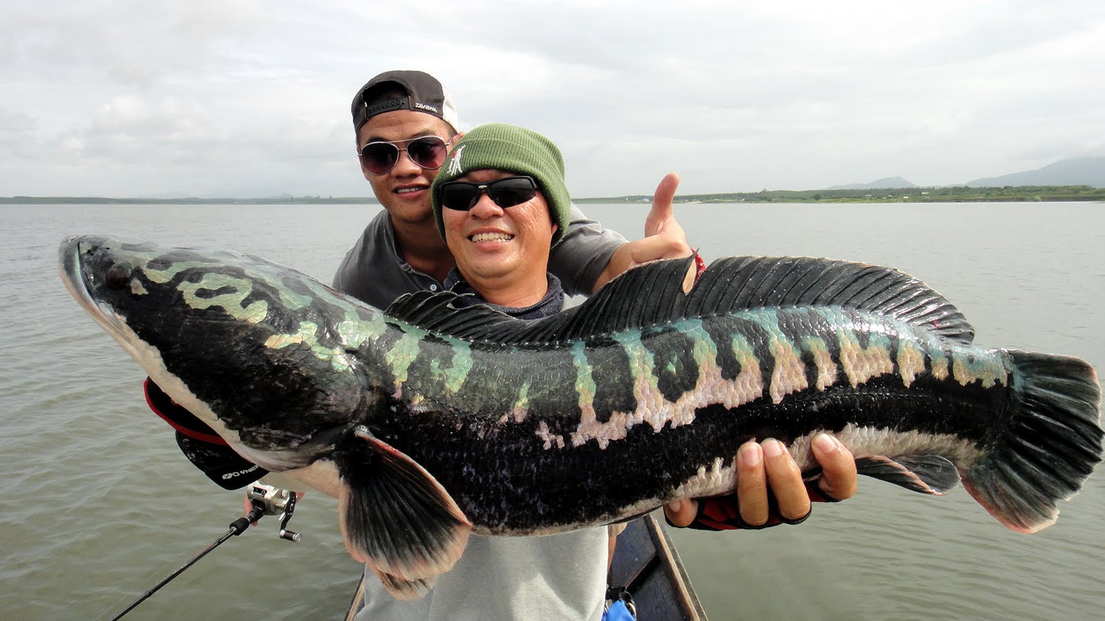 Thailand Giant Snakehead (Toman) And Wild Fishing.: Toman Season ...