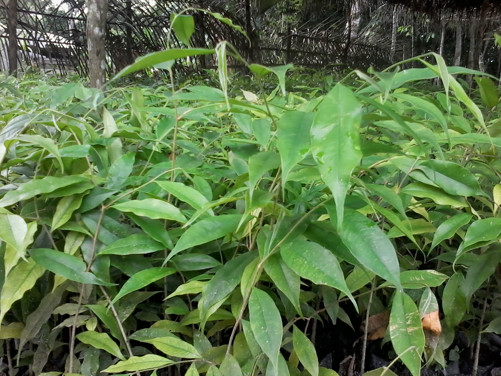 RAHASIA SUSKSES BUDIDAYA GAHARU: GALERI FOTO BUDIDAYA GAHARU