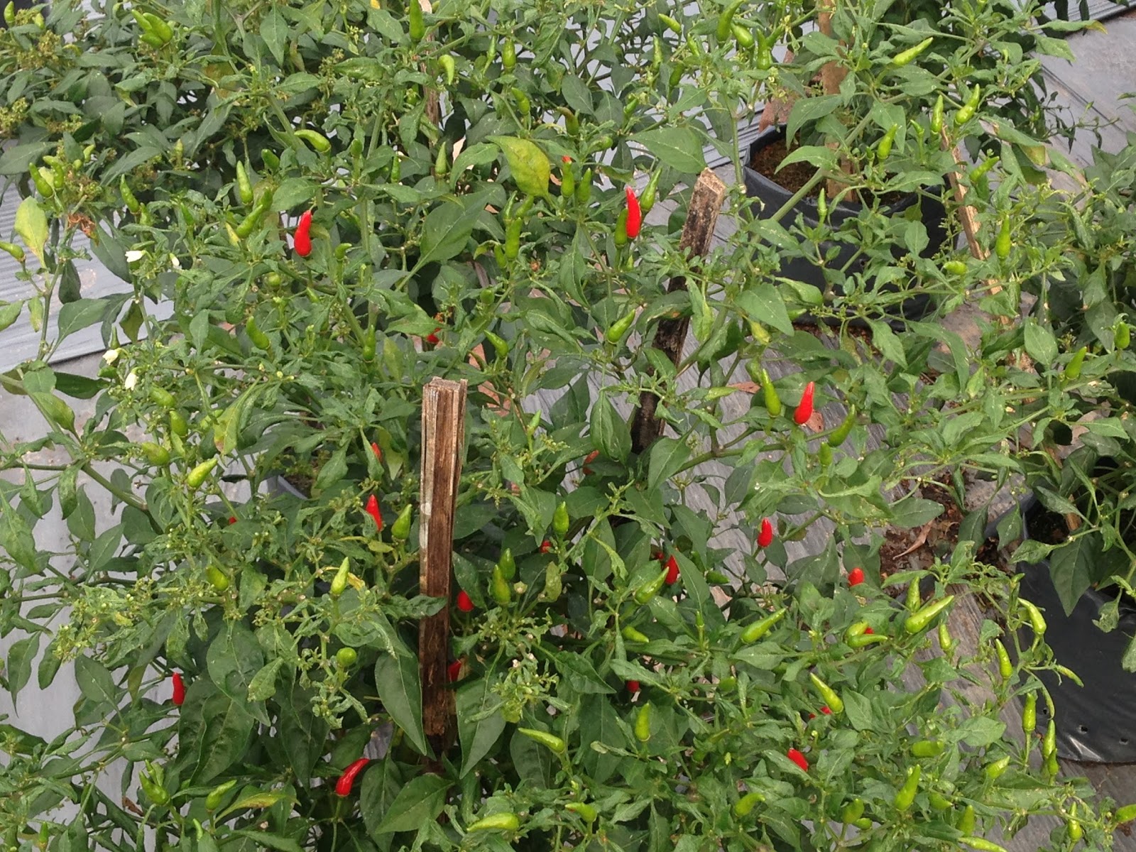 Malacca Girl: Ladang Cili Kolej UNITI