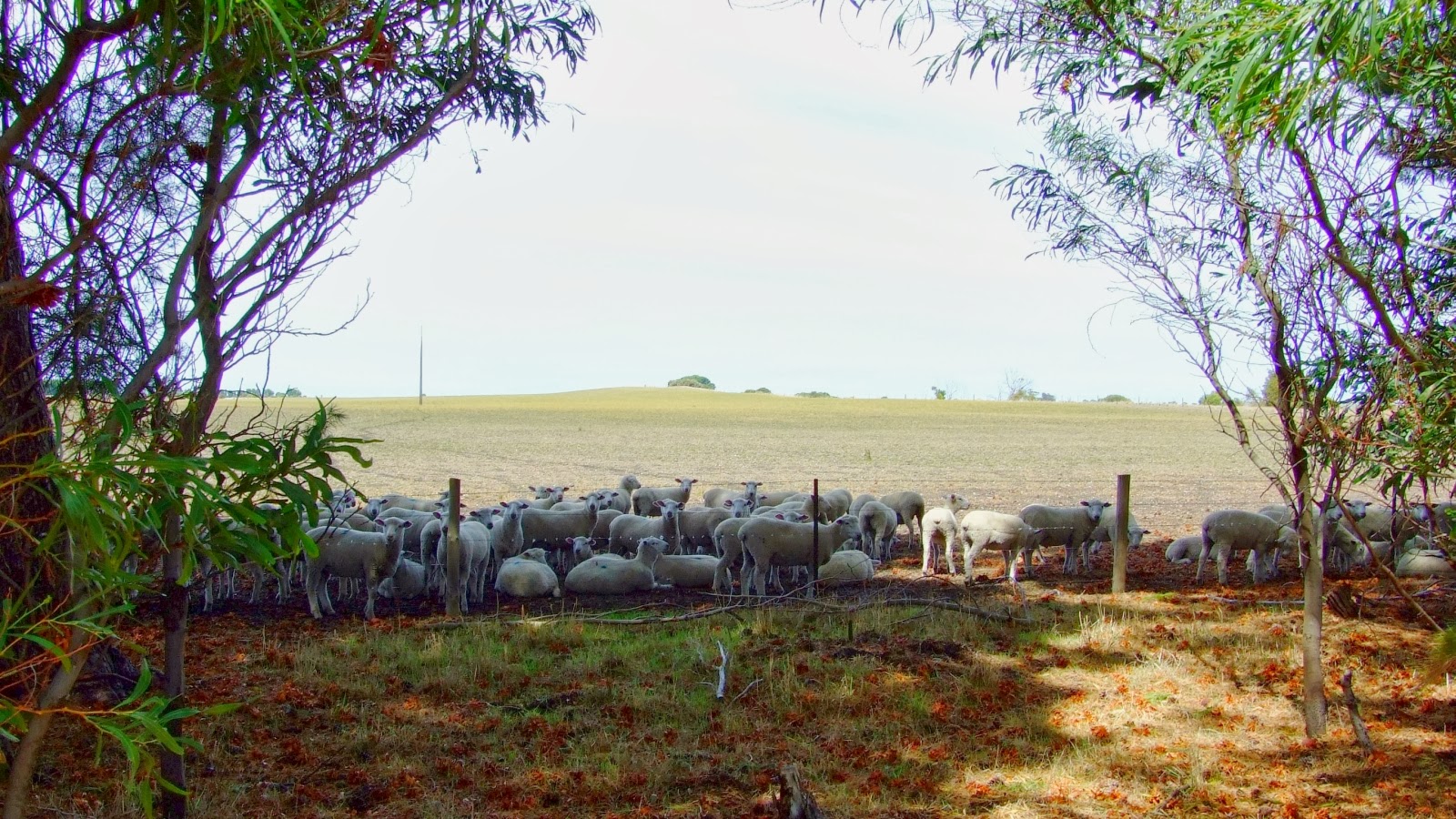 Meander to the Max: Megafauna! And ... where's the water? Bool Lagoon ...