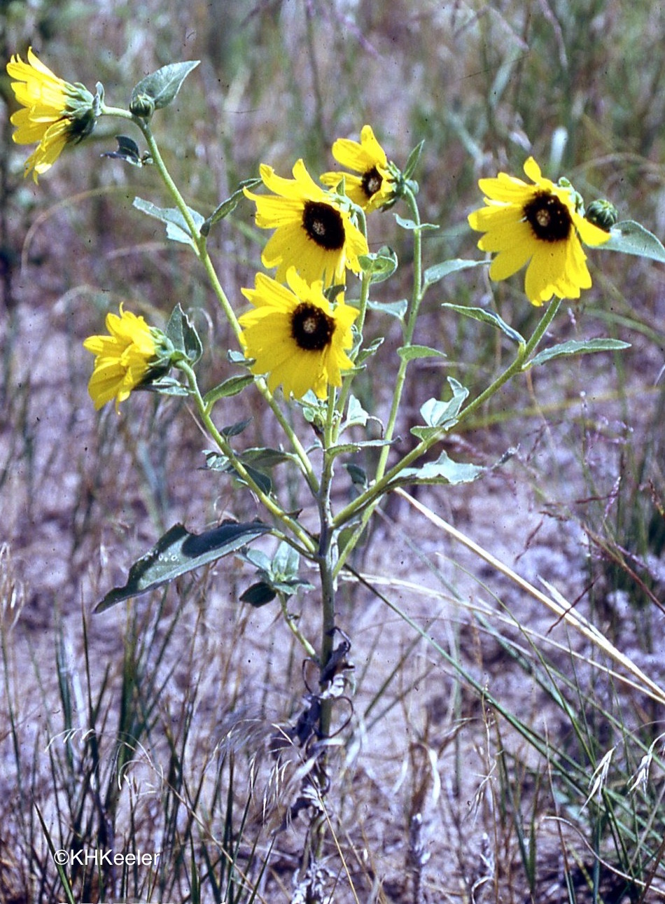 A Wandering Botanist: Plant Story--the Prairie Sunflower, Helianthus ...